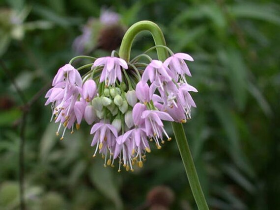 Nodding Pink Onion Flower Seeds / Allium Cernuum / Perennial - Etsy