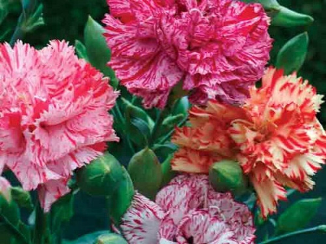 Chabaud Mix Carnation Flower Seeds / Dianthus / Perennial 50+ - Etsy