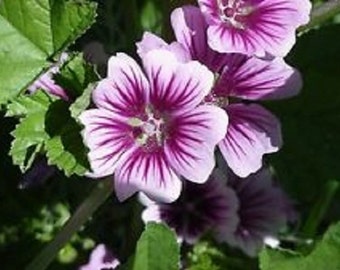30 Zebra Hollyhock Melva / Perennial / Flower Seeds. - Etsy