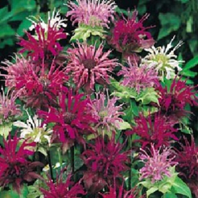Monarda Bee Balm Mix Flower Seeds / Perennial 50 - Etsy