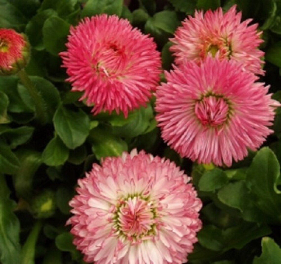 Salmon Pink Robella Bellis Flower Seeds / Perennial 50 | Etsy