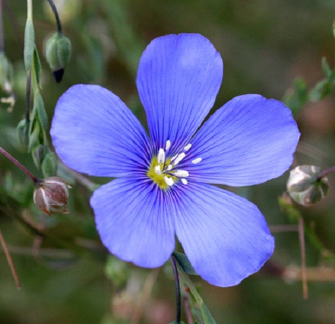 Blue Flax Flower Seeds / Linum Rubrum/ Perennial 75+ - Etsy