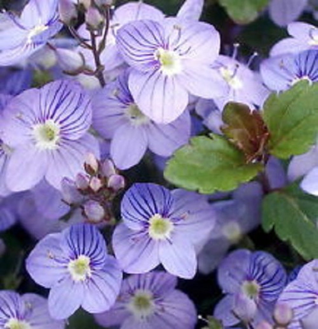 Veronica Creeping Blue Speedwell Flower Seeds / Repens / Perennial 50 ...