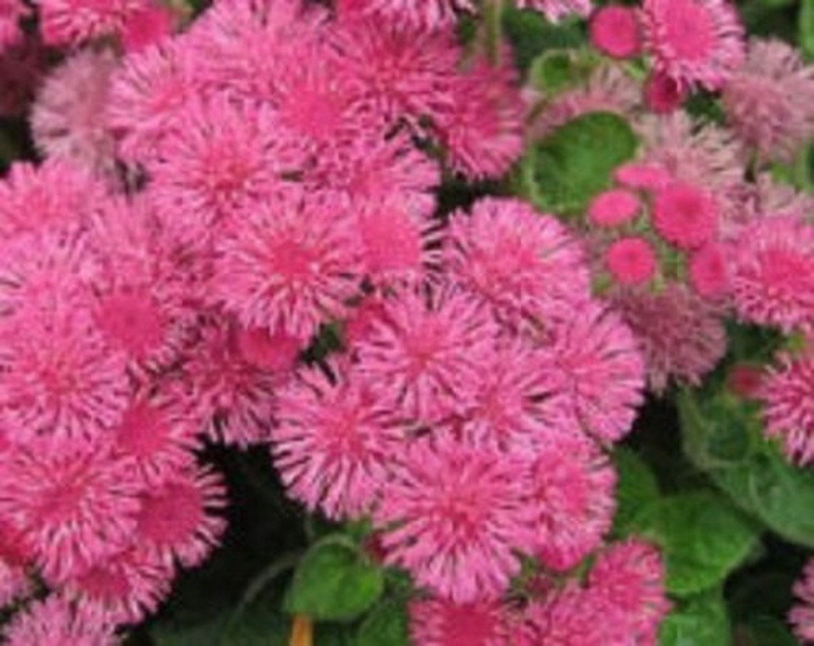 Ageratum Pink Puffs Flower Seeds / Annual 100+ - Etsy