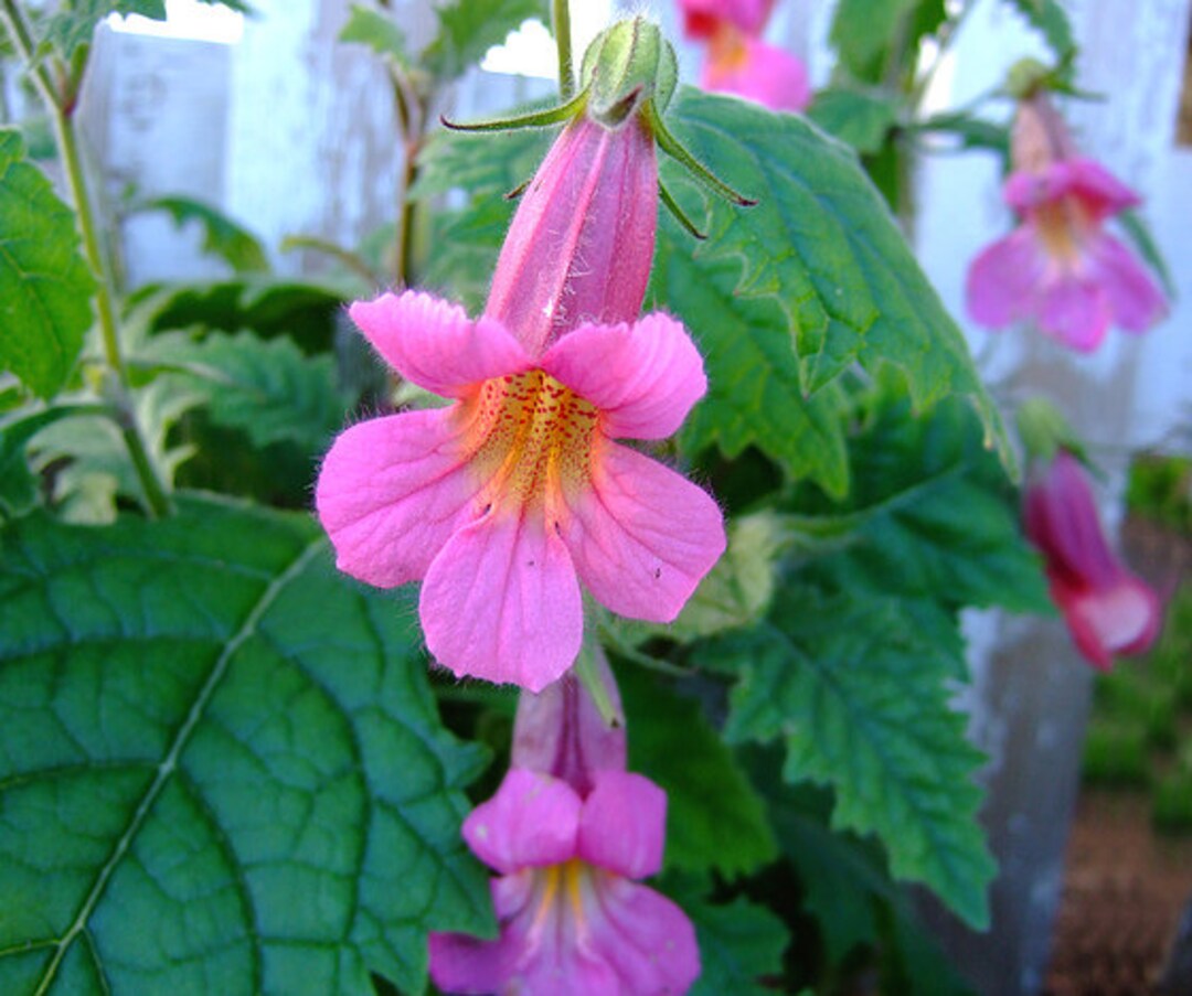 Rosy Purple Rehmannia Angulata Flower Seeds / Perennial 50+ - Etsy