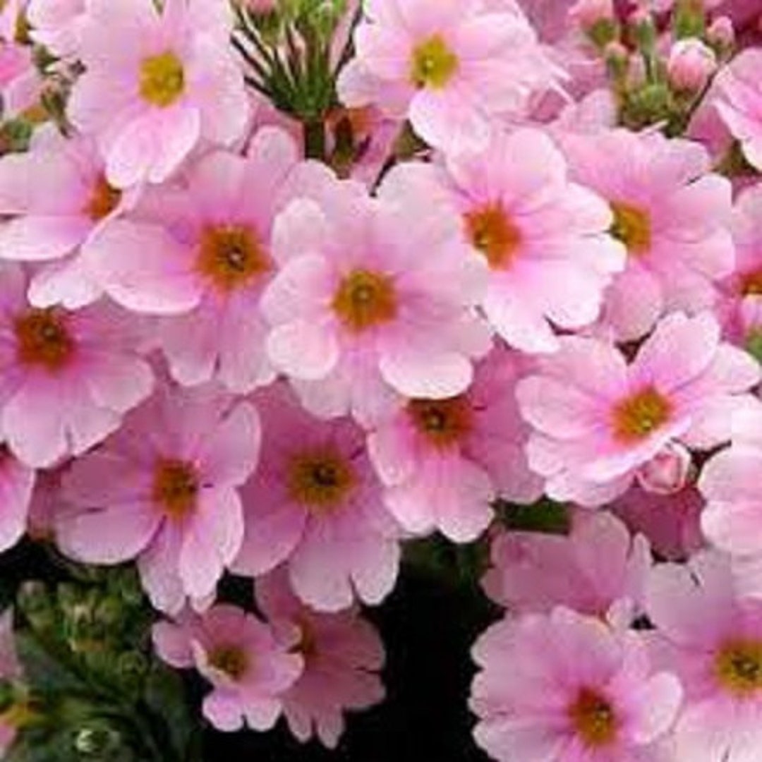 Pink Fairy Primrose Flower Seeds / Primula Malacoides / Perennial 50 ...