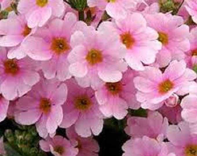 Pink Fairy Primrose Flower Seeds / Primula Malacoides / Perennial 50 - Etsy