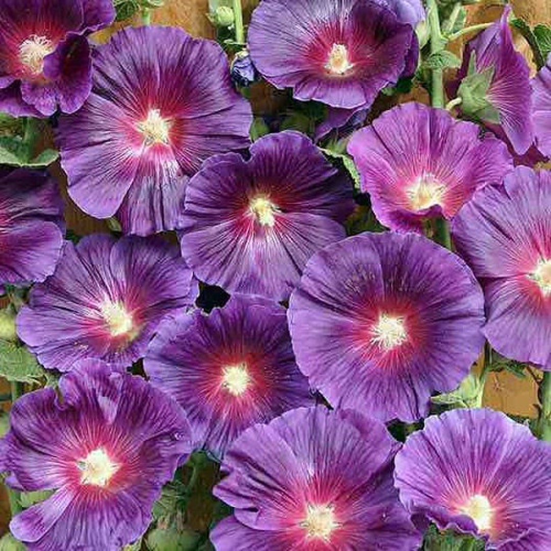 Purple Hollyhock Flower Seeds / Alcea / Perennial 50+ - Etsy