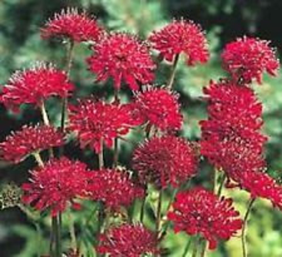 Red Knight Knautia Pincushion Flower Seeds / Perennial 25+ - Etsy