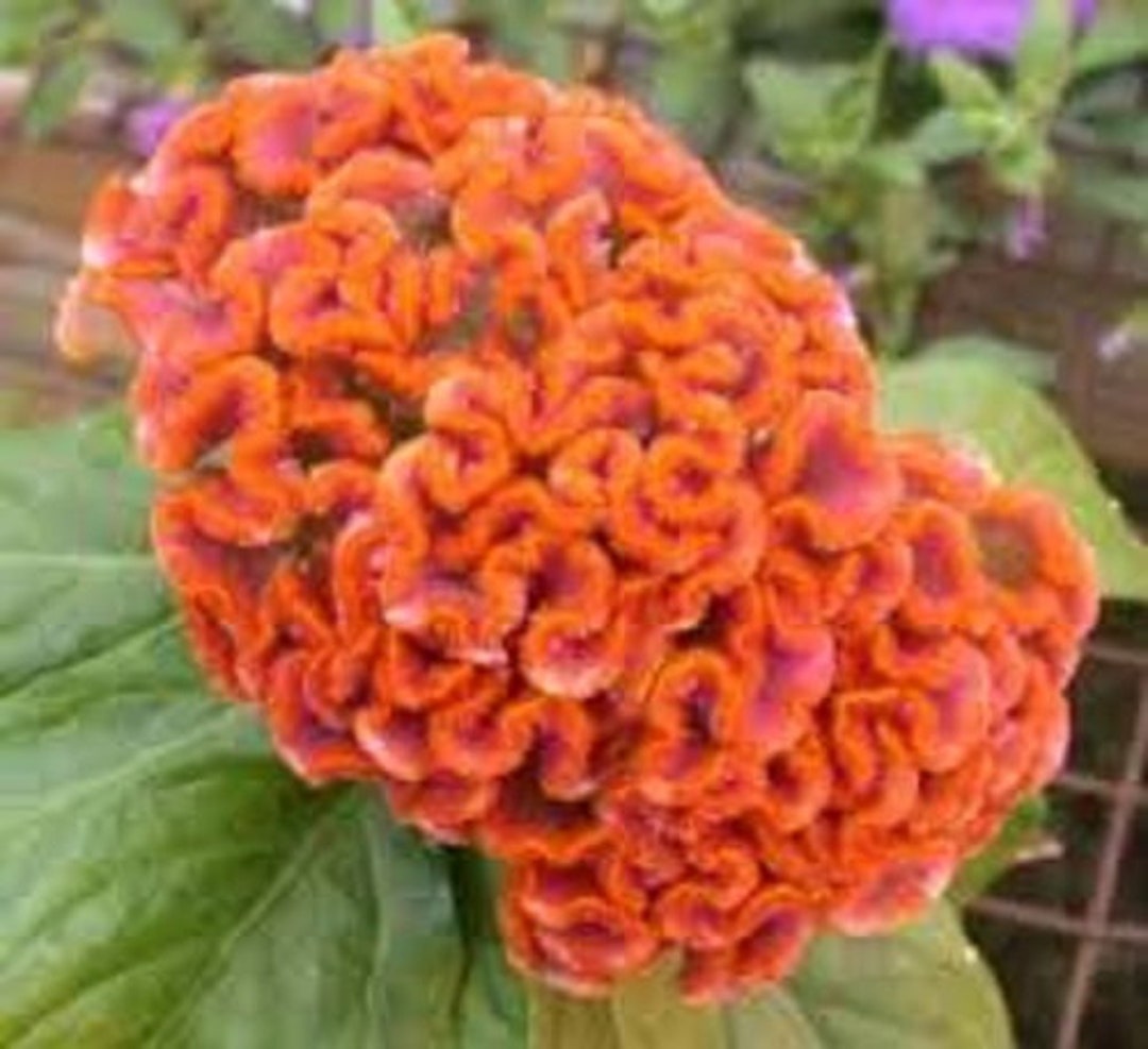 Orange Celosia Cockscomb Flower Seeds/cristata/annual 30+ - Etsy