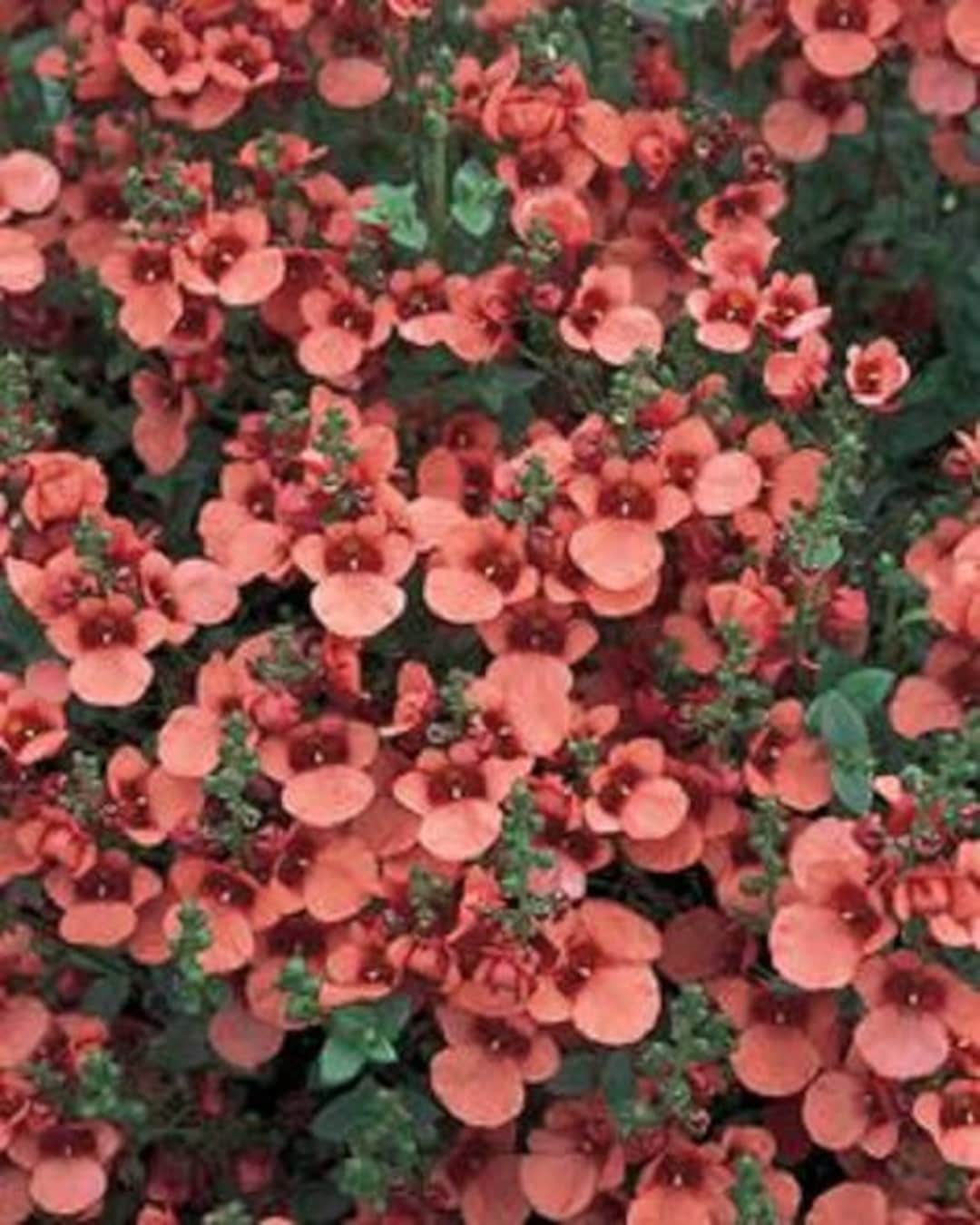 Apricot Queen Diascia Flower Seeds / Barbarae / Perennial 40 - Etsy