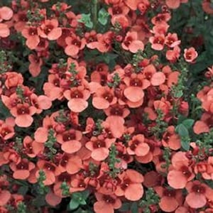 Apricot Queen Diascia Flower Seeds / Barbarae / Perennial 40 - Etsy
