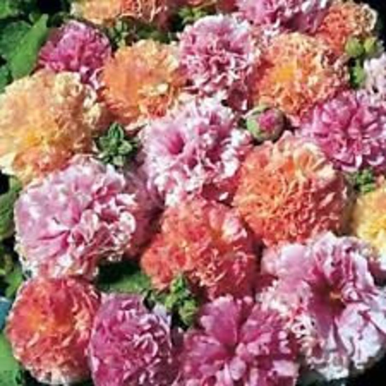 Alcea Double Hollyhock Mix Flower Seeds / Perennial 35 - Etsy