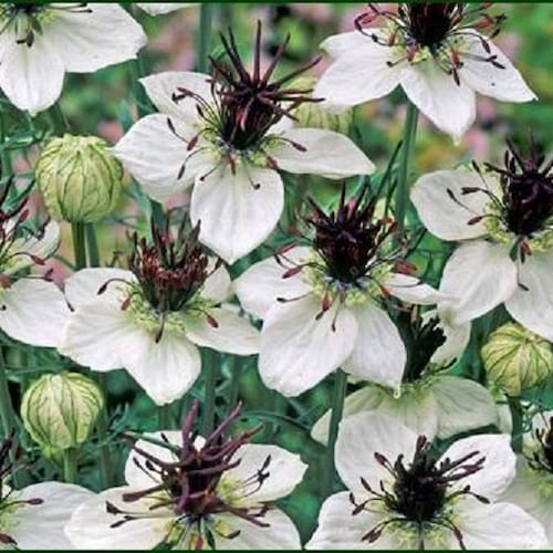 Nigella Persian Mulberry Rose Flower Seeds/love in A Mist / - Etsy