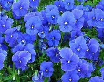 30 Viola Cornuta Blue Perfection / Perennial / Flower Seeds - Etsy