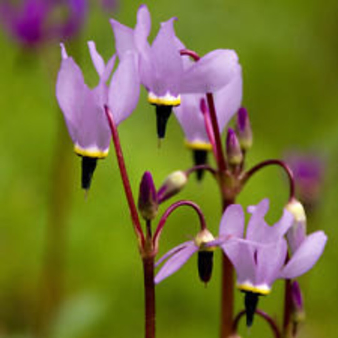 Purple Goliath Dodecatheon Flower Seeds / Perennial 25+ - Etsy