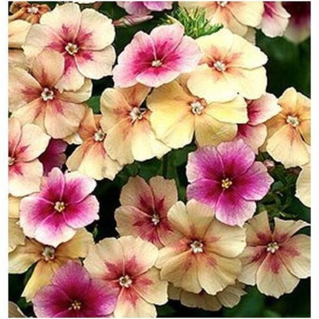 Cherry Caramel Phlox Flower Seeds / Annual 50+ - Etsy