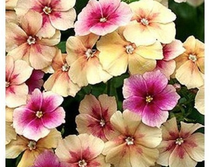 Cherry Caramel Phlox Flower Seeds / Annual 50+ - Etsy