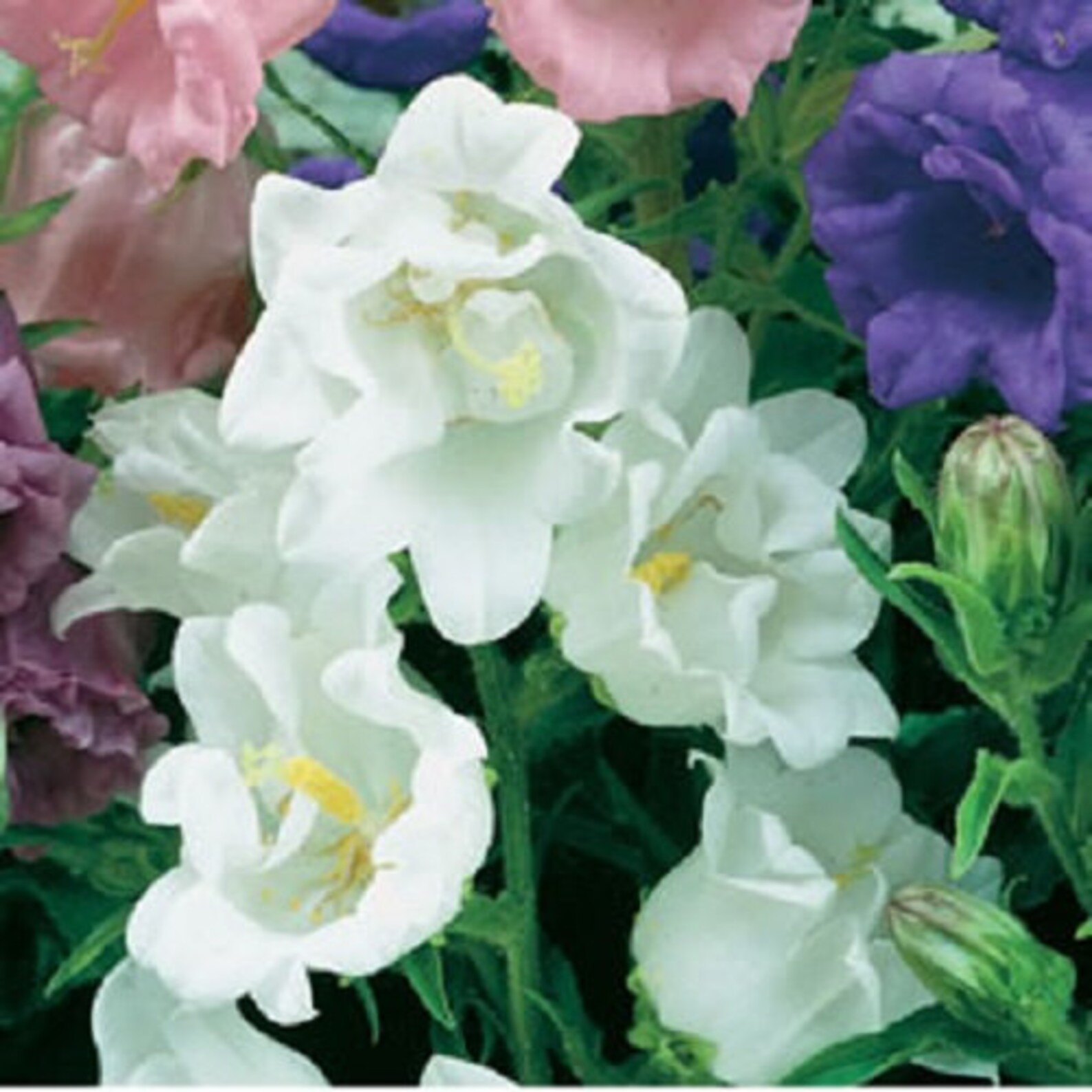 Campanula Canterbury Double White Bellls Flower Seeds/ Perennial 50+ - Etsy