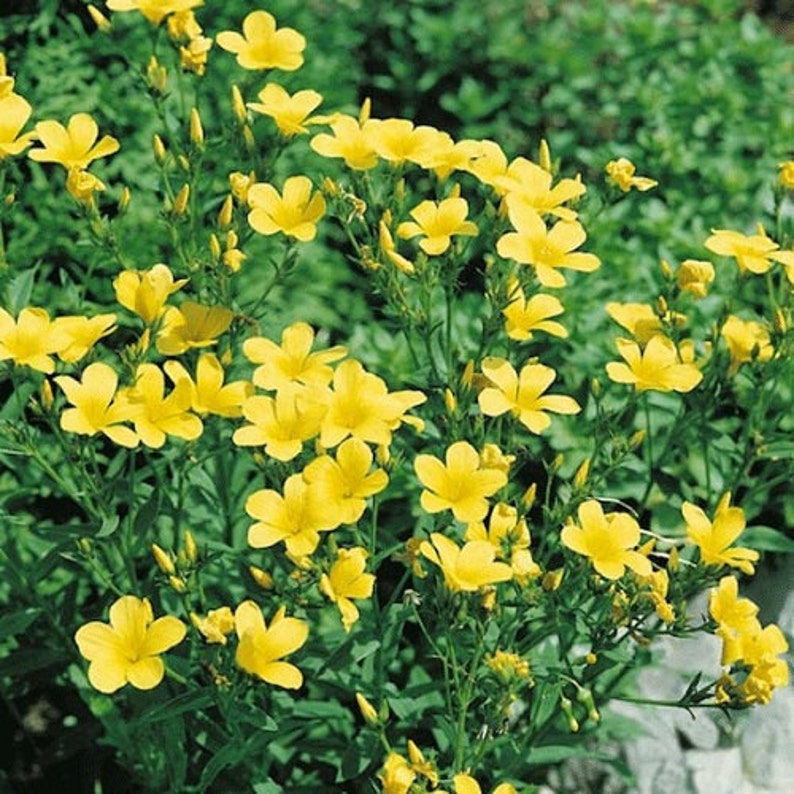Yellow Flax Flower Seeds / Linum / Flavum Compactum / Perennial 50 - Etsy
