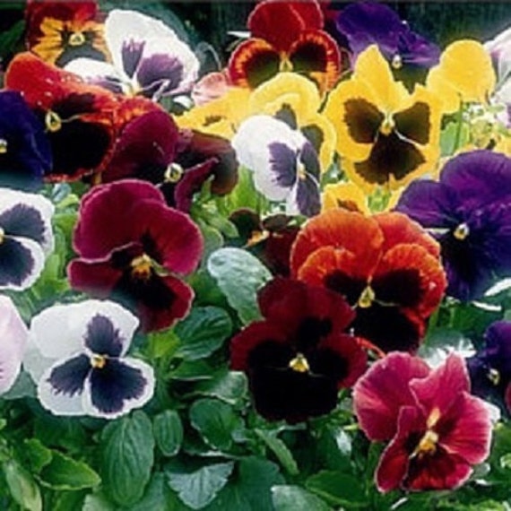 Swiss Giant St. Ravel Mix Viola Pansy Flower Seeds / Tri-color | Etsy