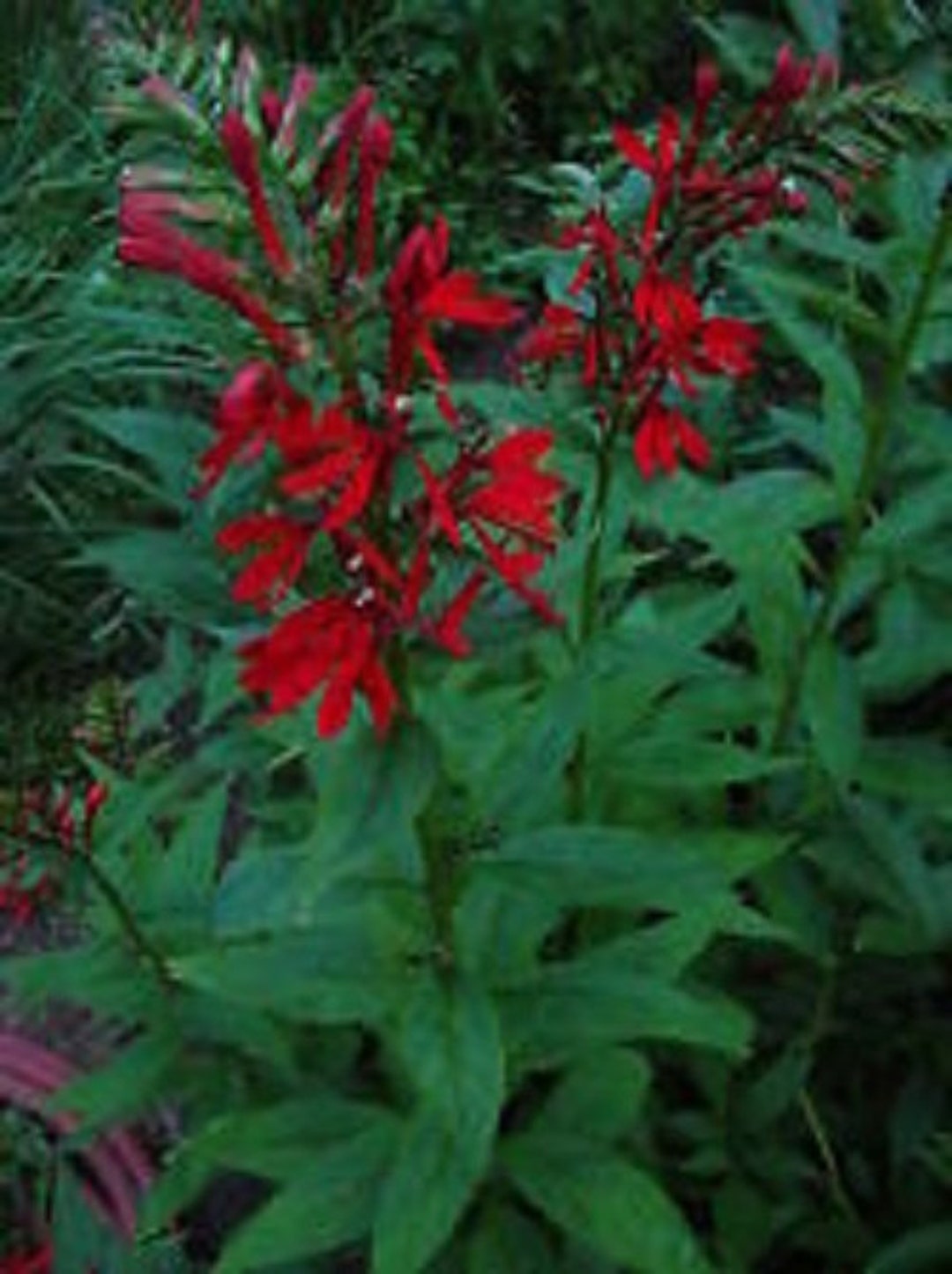 Red Cardinal Lobelia Flower Seeds / Annual 30+ - Etsy