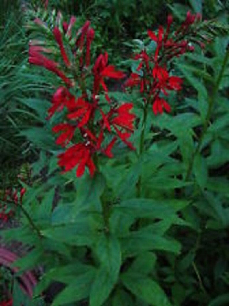 Red Cardinal Lobelia Flower Seeds / Annual 30 - Etsy