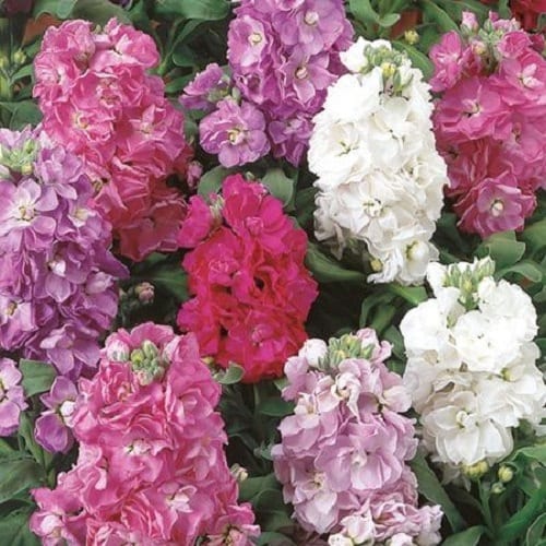 Stock Cinderella Mix Flower Seeds / Matthiola /annual 40 | Etsy