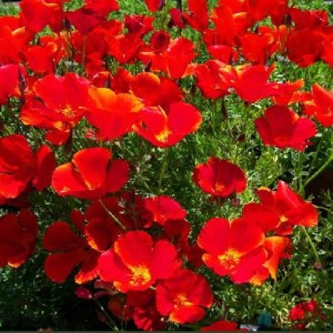 Red Chief California Poppy Flower Seeds/ Eschscholzia/ Annual 100+ - Etsy