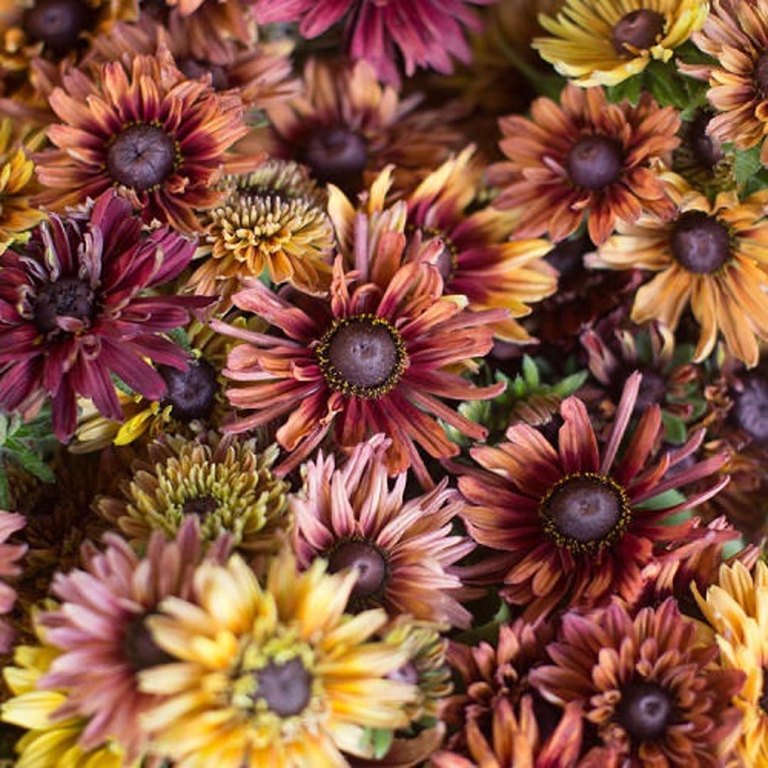 Rudbeckia Sahara Flower Seeds / Hirta / Perennial 30+ - Etsy