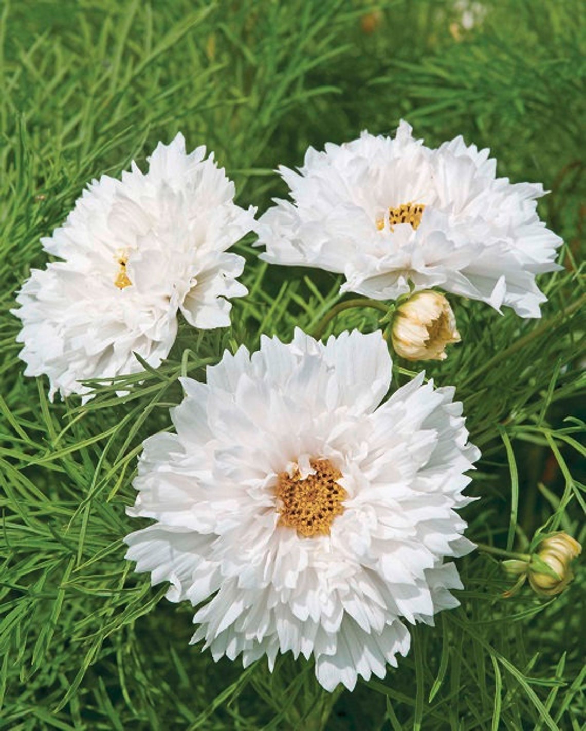 White Double Dutch Cosmos Flower Seeds / Bipinnatus / Annual | Etsy
