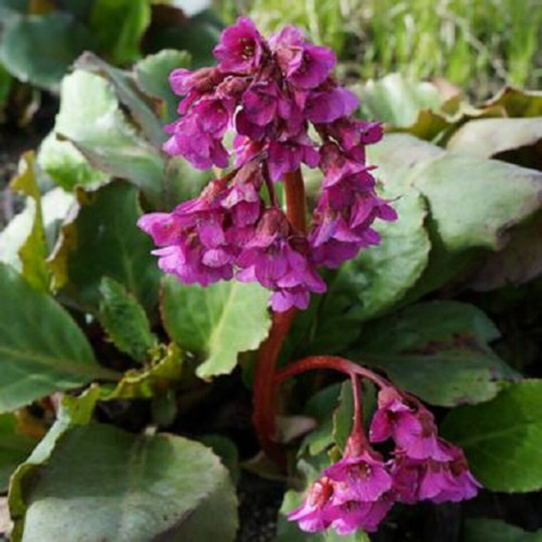 Winter Glow Bergenia Flower Seeds / Cordifolia / Perennial 30+ - Etsy