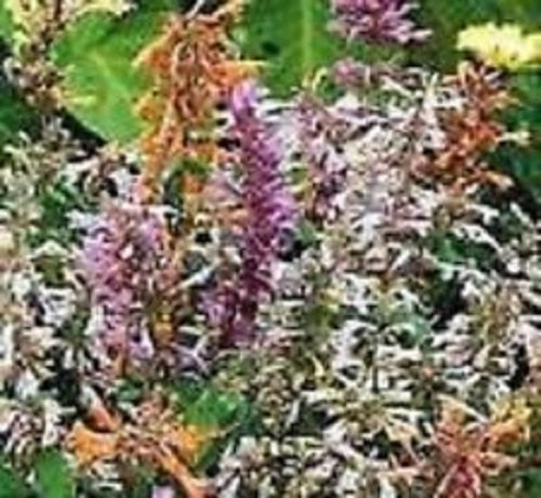 Agastache Fragrant Delight Mix Flower Seeds / Perennial 50+ - Etsy