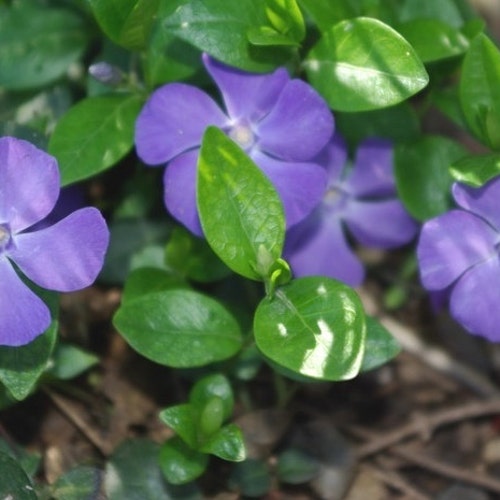 Vinca Dark Red Periwinkle Flower Seeds / Annual 40 - Etsy