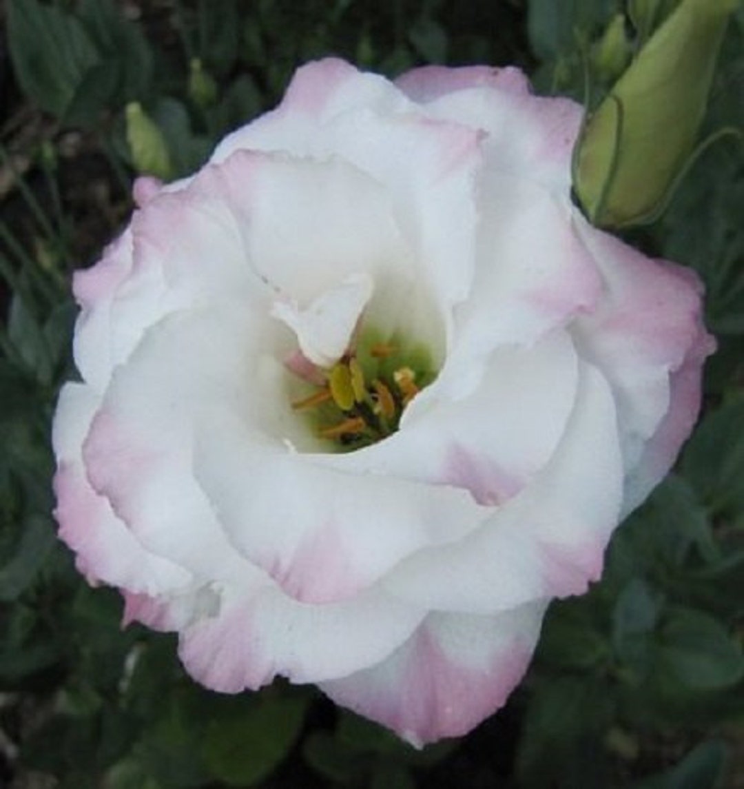 Pink Picotee Lisianthus Flower Seeds / Annual 25 - Etsy