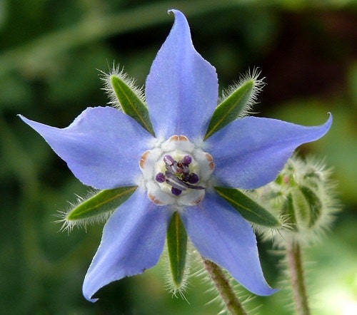 Blue borage store