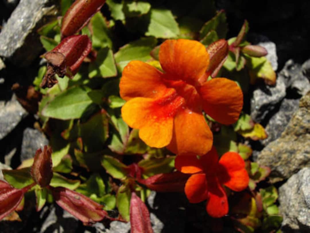 Twinkle Orange Mimulus Flower Seeds / Monkey Flower / Annual 50+ - Etsy