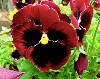 35 Pansy Colossus Red With Face / Long-lasting / Annual / Flower Seeds ...