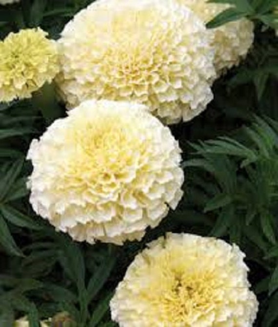 White Marigolds
