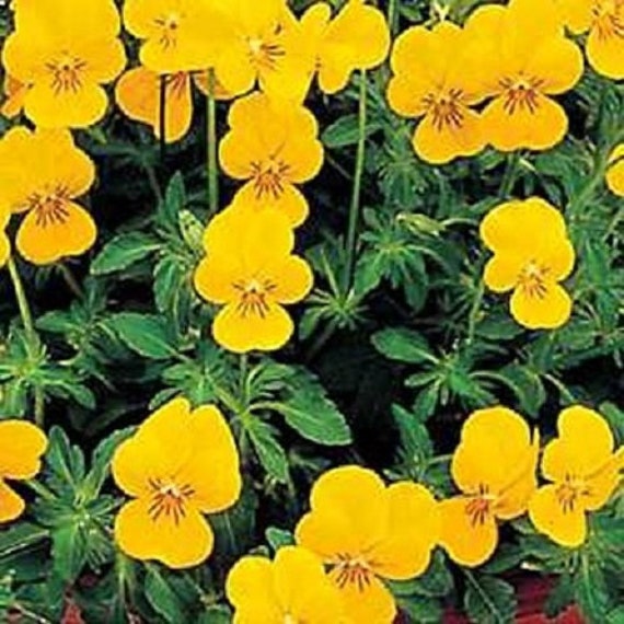 Perfection Yellow Viola Flower Seeds / Perennial / 75 | Etsy