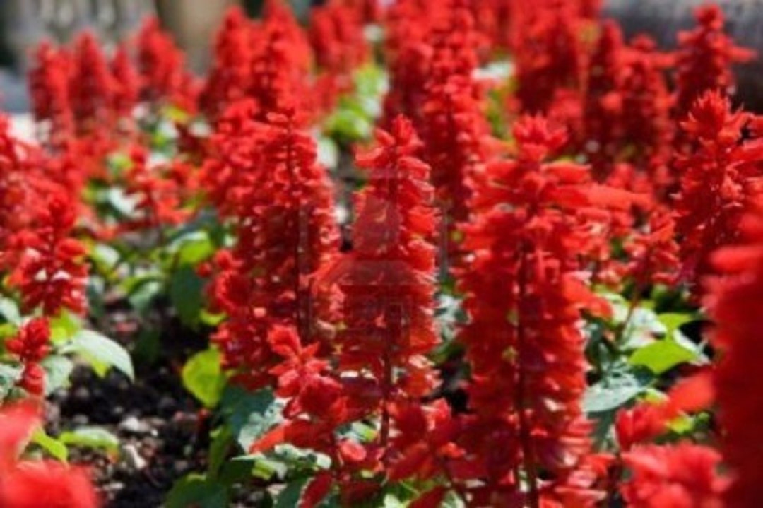 Scarlet Red Sage Salvia Flower Seeds / Perennial 100+ - Etsy