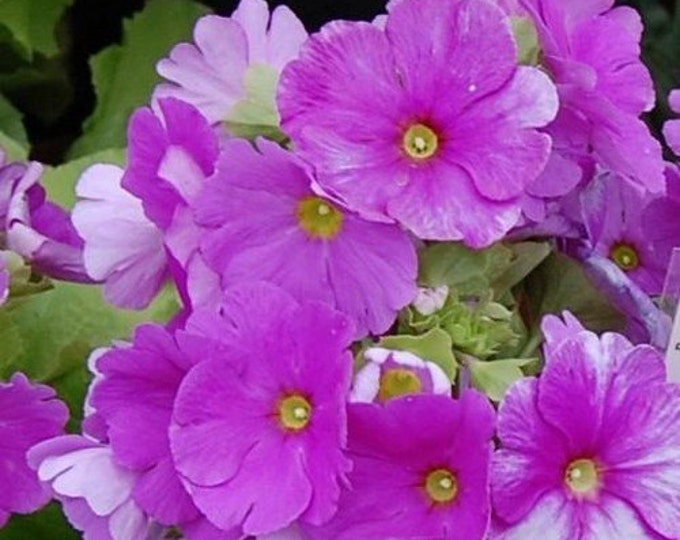 Lavender Fairy Primrose Flower Seeds / Malacoides/ Primula/ Perennial ...