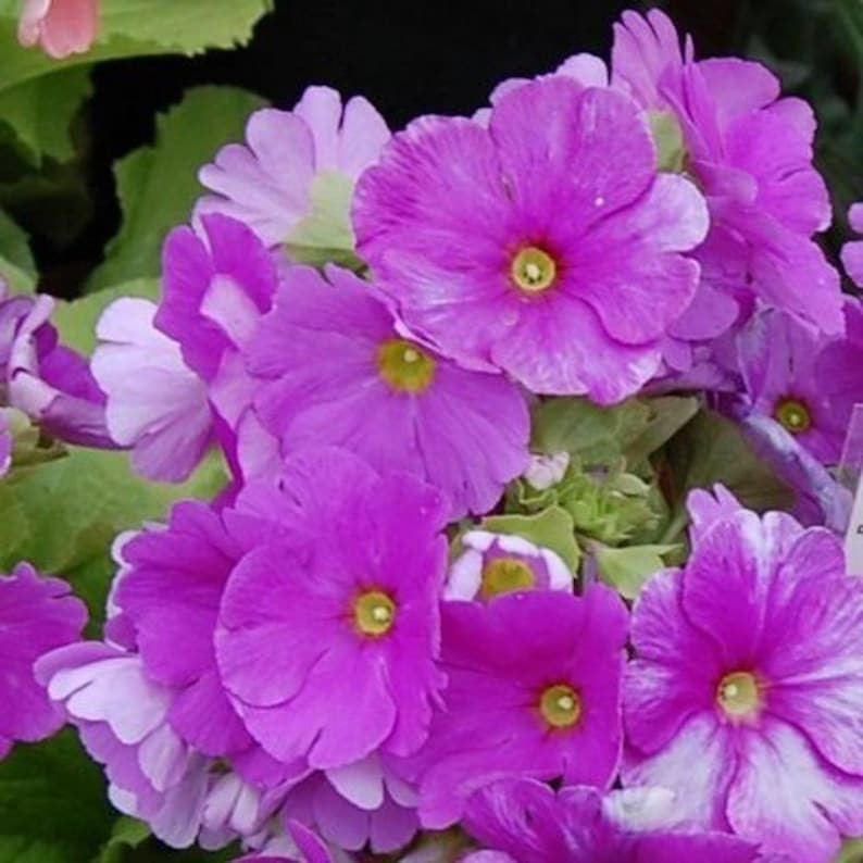 Lavender Fairy Primrose Flower Seeds / Malacoides/ Primula/ Perennial ...