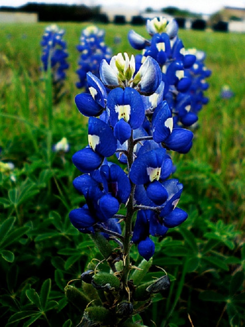 Semillas de flores Blue Texas Bluebonnet / Lupinus / Perenne 40 - Etsy ...