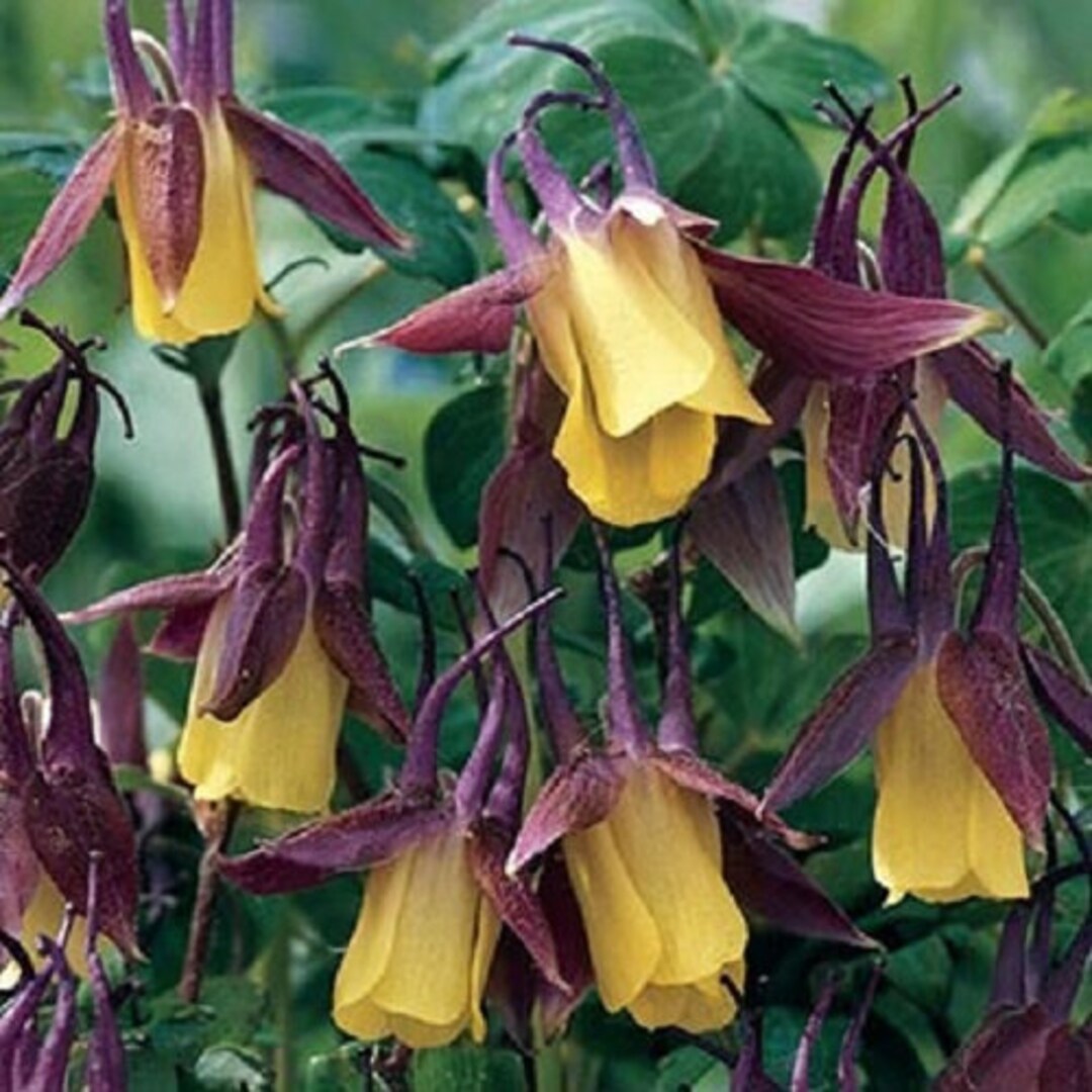 Aquilegia Blackcurrent Ice Flower Seeds / Perennial 30+ - Etsy