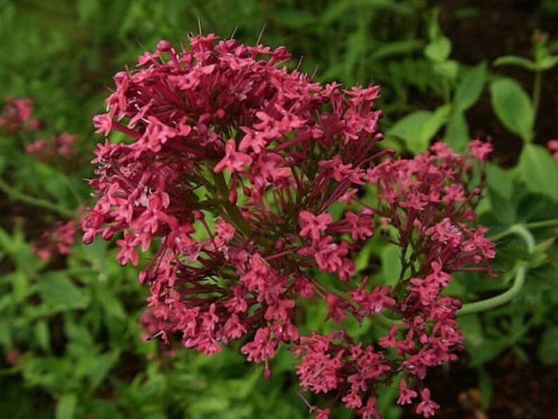Red Jupiter's Beard Flower Seeds / Centranthus / Perennial - Etsy
