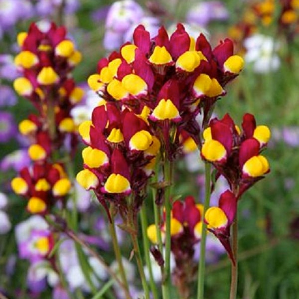 Flamenco Flower - Etsy