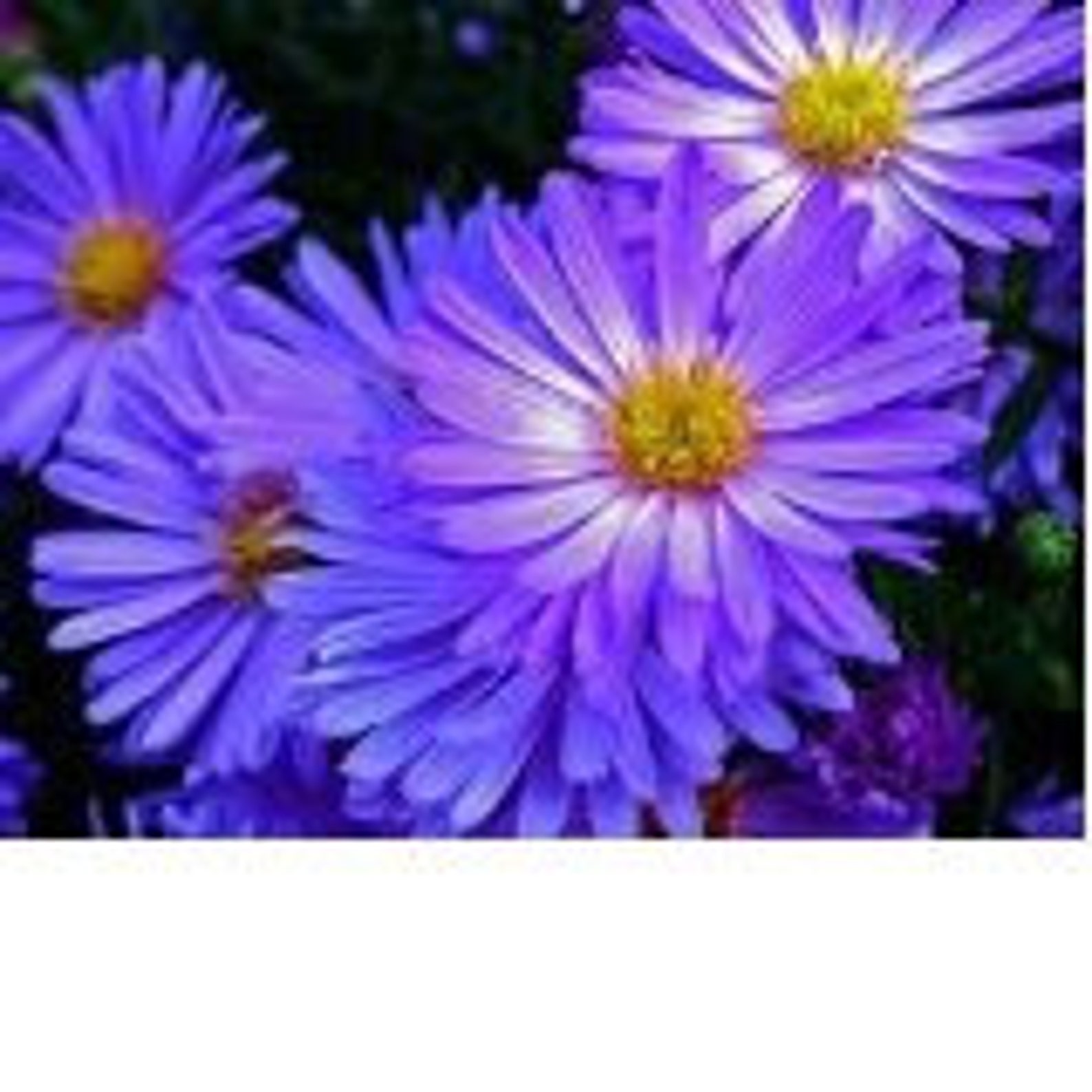Aster Rudolph Goethe Flower Seeds / Perennial 50 - Etsy