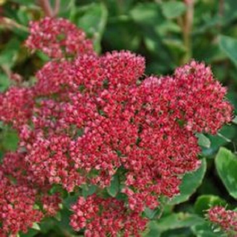Red Sedum - Etsy