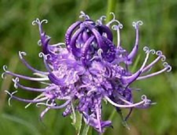 Horned Rampion Phyteuma Scheuchzeri Flower Seeds / Perennial | Etsy